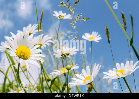 evening shoot of spring daisy flower field Stock Photo - Alamy