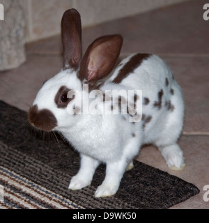 Chocolate English Spot Rabbit juvenile female Stock Photo - Alamy
