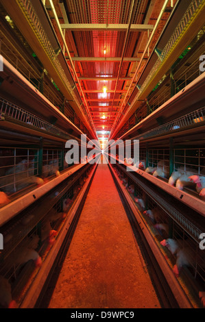 Laying chickens in battery cages with their eggs Stock Photo - Alamy