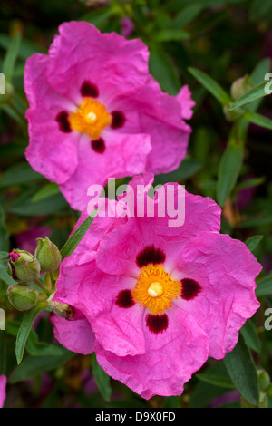 Cistus Purpureus (Rock Rose Stock Photo - Alamy