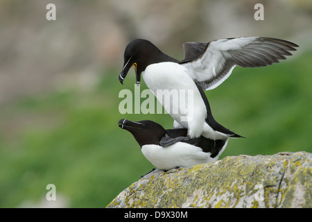 Couple of Razorbills mating Stock Photo - Alamy