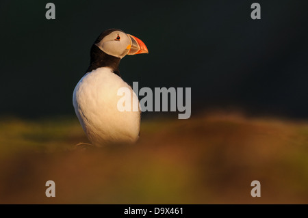 Puffin in first morning light Stock Photo - Alamy