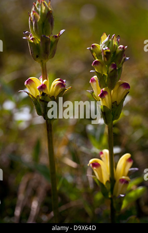 Moor-king (Pedicularis sceptrum-carolinum) flower, Vardo, Finnmark ...