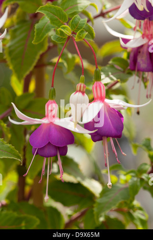 fuchsia bush variegated pennine Stock Photo - Alamy