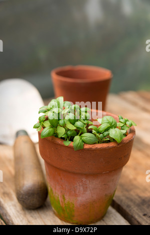 sweet Basil Ocimum Basilicum Stock Photo - Alamy