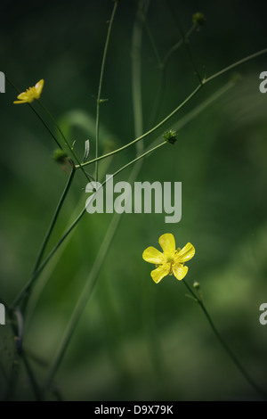 paigle flowers on the meadow, toned photo Stock Photo - Alamy