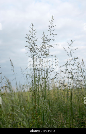 Green long grass in the field natural greenery landscape view Stock ...