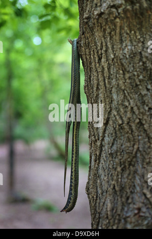 Dead green snake Stock Photo - Alamy