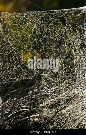 Giant spider web, Kruger National Park, South Africa Stock Photo - Alamy