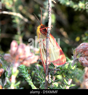 Male yellow Clouded Buff moth (Diacrisia sannio) foraging on Cross ...