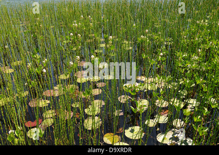 Lily pads and mares tail on Llyn Tecwyn Isaf Llandecwyn Snowdonia ...