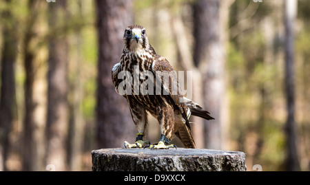 A Saker Falcon poses on a tree stump at the Carolina Raptor Center ...