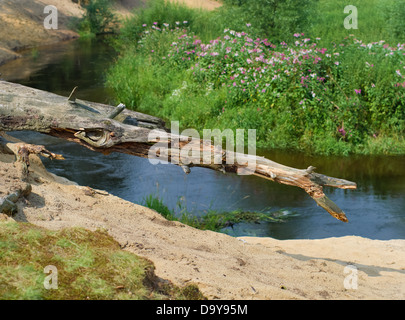 Tree Roots Exposed by River Erosion, River Tees, Teesdale, County ...