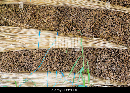 Phragmites, Norfolk Reed, bundled and stacked ready for transportation ...