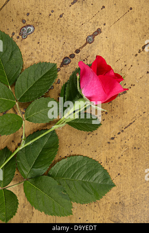 Flower abstract. Rose on brazen background Stock Photo - Alamy