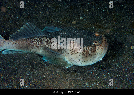 Reticulate stargazer (Uranoscopus sulphureus) face buried in sand ...
