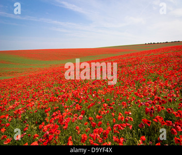 A poppy field in the South Downs in early summer Stock Photo - Alamy