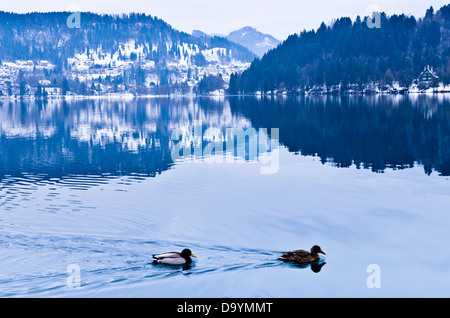 Ducks on lake Bled Stock Photo - Alamy