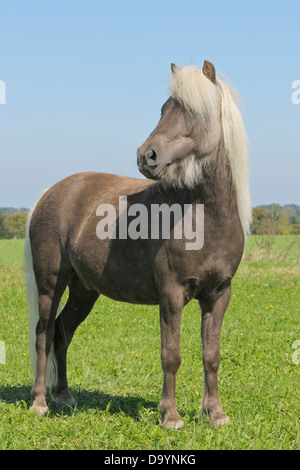 German Classic Pony Stock Photo - Alamy