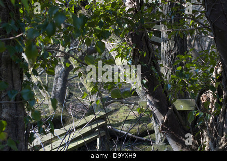 Old and derelict tree house stairway along the River Rheidol in ...