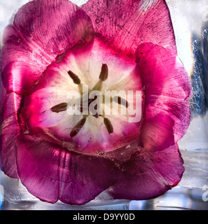 Frozen beautiful tulip flower. blossoms in the ice cube Stock Photo - Alamy