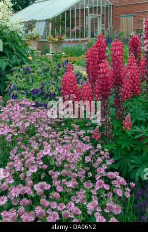 Lupin Red Rum in Perennial border Stock Photo - Alamy