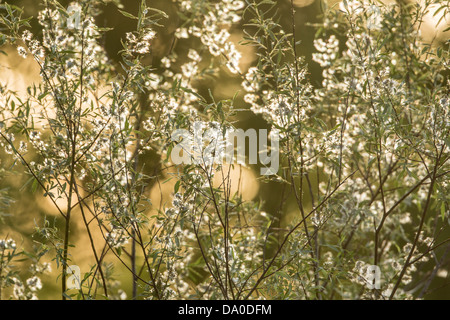 Backlit meadow willow in June Stock Photo - Alamy