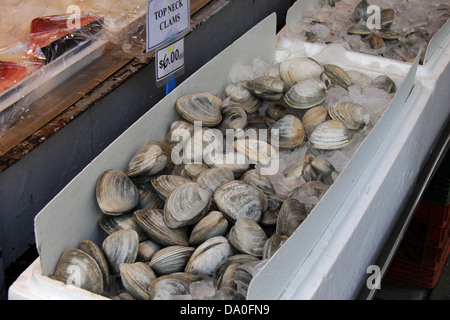 Clamshells on ice on display at a seafood market Stock Photo - Alamy