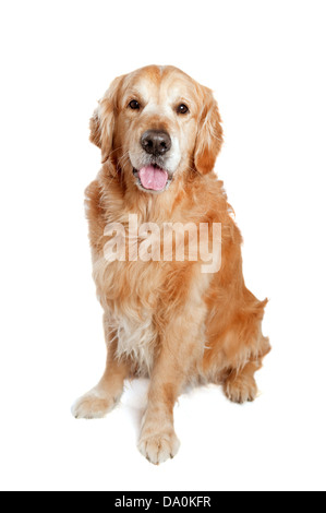 Adorable Portrait of Golden Retriever Dog Looking in Camera, Isolated ...