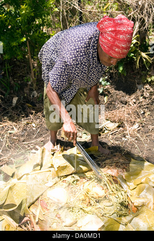 Preparing a traditional "mumu" lunch, Geremiaka village, Eastern ...