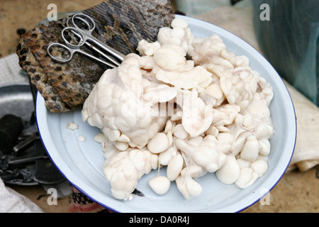 Snake meat and skin, northwest Vietnam, Southeast Asia Stock Photo - Alamy