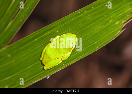 Seychelles Tree Frog Megalixalus seychellensis Praslin Seychelles Stock ...