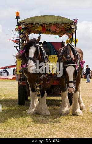 shire horses pulling cart in harness pair workhorses Stock Photo - Alamy