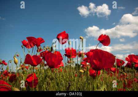 poppy field countryside image Kent field of Poppies Stock Photo - Alamy