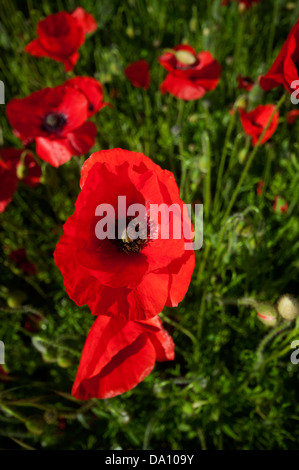 poppy field countryside image Kent field of Poppies Stock Photo - Alamy
