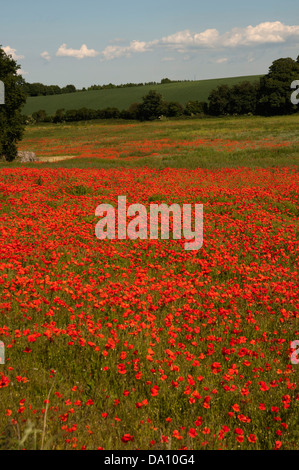 poppy field countryside image Kent field of Poppies Stock Photo - Alamy