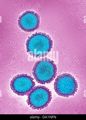 Transmission Electron Micrograph (TEM) of influenza virus particles ...