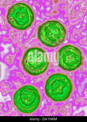 Transmission Electron Micrograph (TEM) of a cell containing variola ...