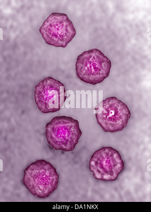 Transmission Electron Micrograph (TEM) of poliovirus, an RNA ...