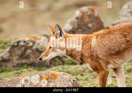 Simien Fox Bale Mountains National Park Ethiopia Africa Also known as ...