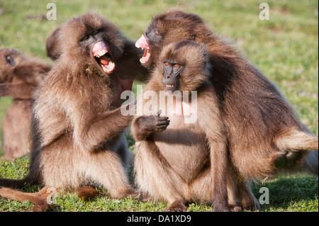 Gelada (Theropithecus gelada) displaying its teeth and gums with its ...