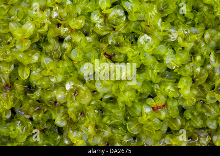 River Thyme Moss (Pseudobryum cinclidioides Stock Photo - Alamy