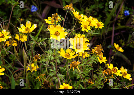 Meskel Flower (Yadey Abeba), Simien Mountains National Park, Ethiopia ...