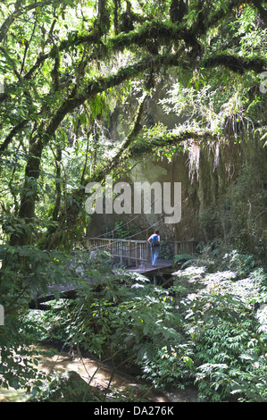 dh Mangapohue Natural Bridge WAITOMO NEW ZEALAND Limestone oyster shell ...