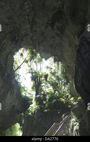 dh Mangapohue Natural Bridge WAITOMO NEW ZEALAND Limestone oyster shell ...
