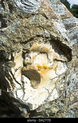 dh Mangapohue Natural Bridge WAITOMO NEW ZEALAND Limestone oyster shell ...