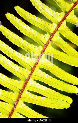 A closeup shot of a green fern plant Stock Photo - Alamy