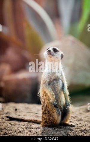 Small meerkat in a zoo habitat Stock Photo - Alamy