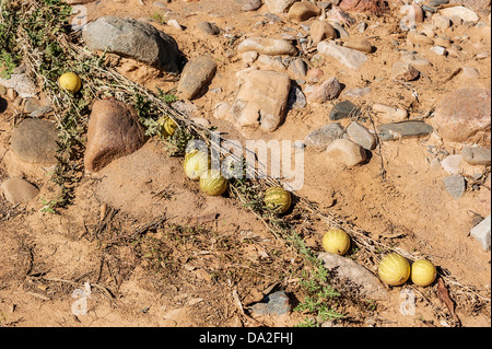 Prickly paddy melon (Cucumis myriocarpus) a small green fruit with dark ...