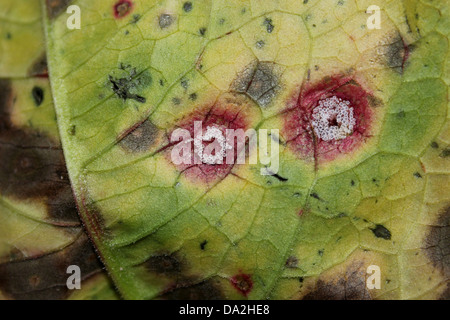 Dock Rust Puccinia phragmitis on Broad-leaved Dock Rumex obtusifolius ...